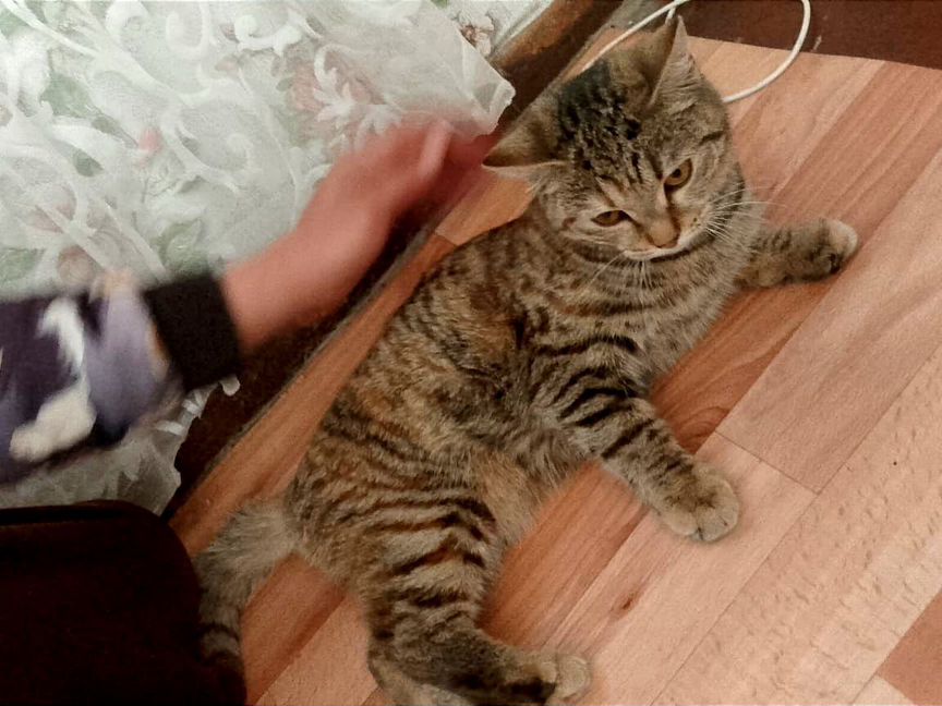 В среду выставят на улицу ласковую кошечку