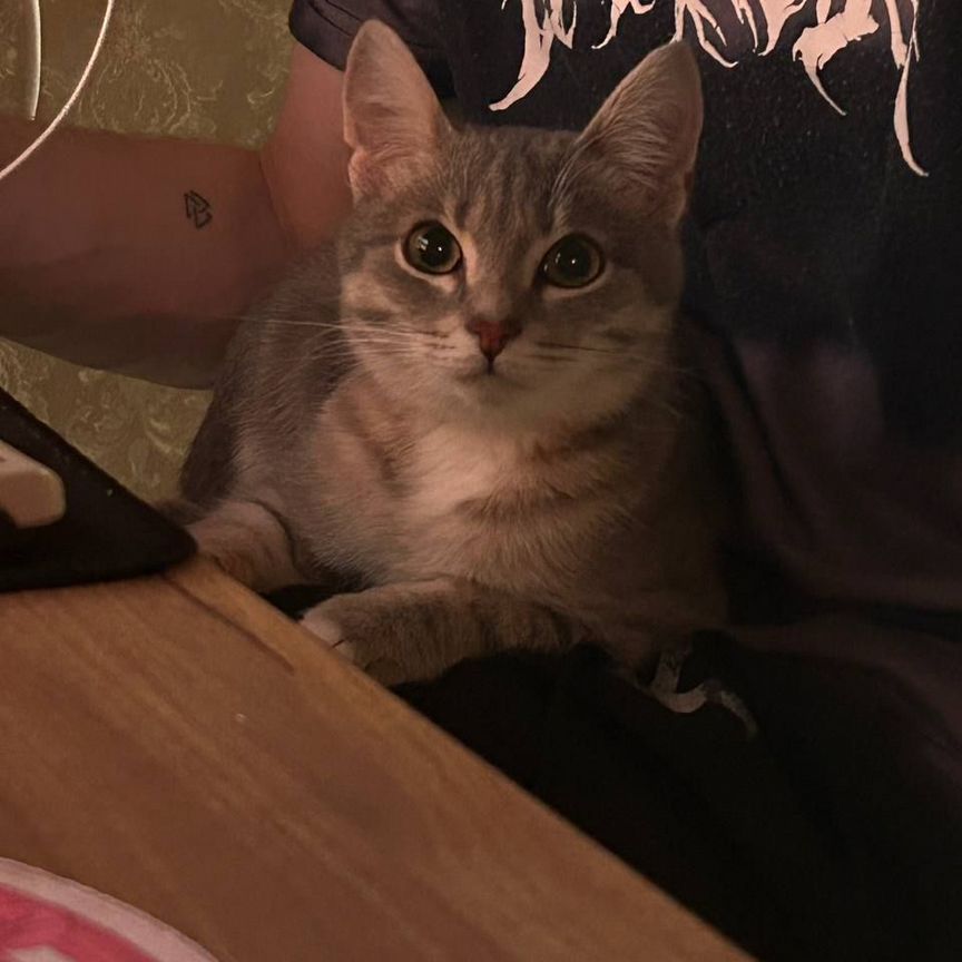 Котик