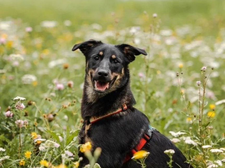 Собака в добрые руки