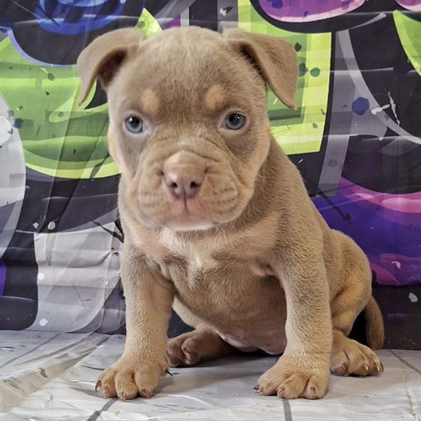 Американский булли, щенок