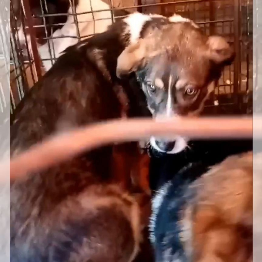 Взрослый пёс в добрые руки