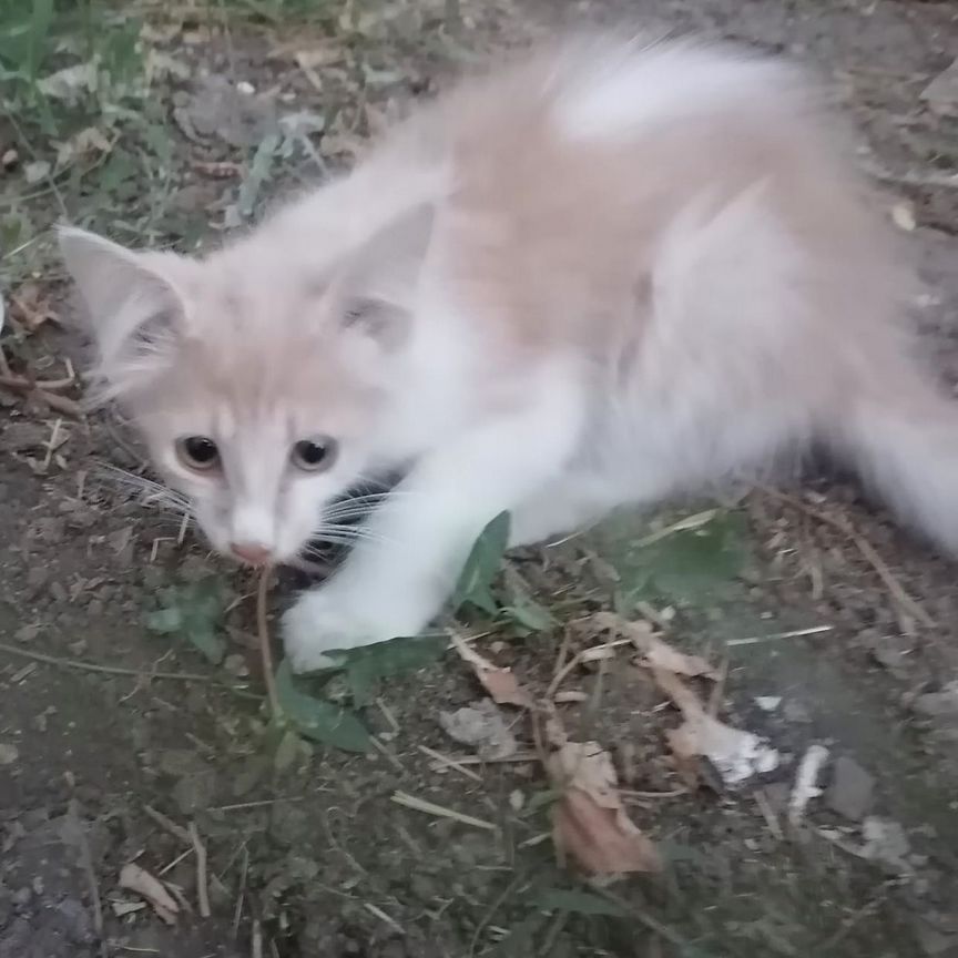 Котенок мальчик в добрые руки