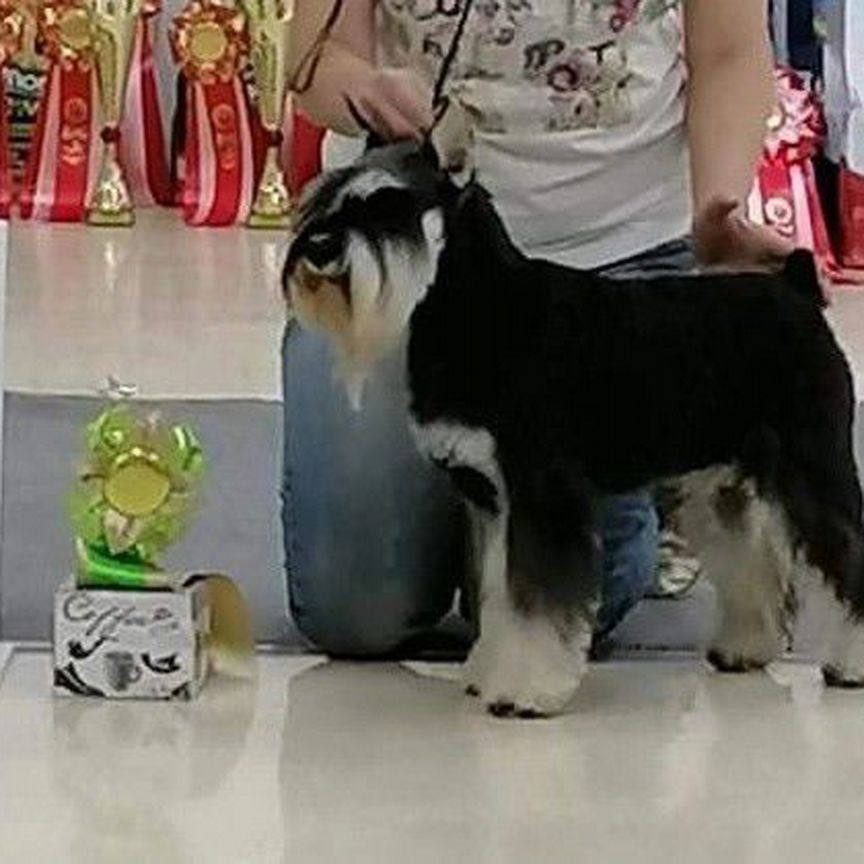 Цвергшнауцер щенки