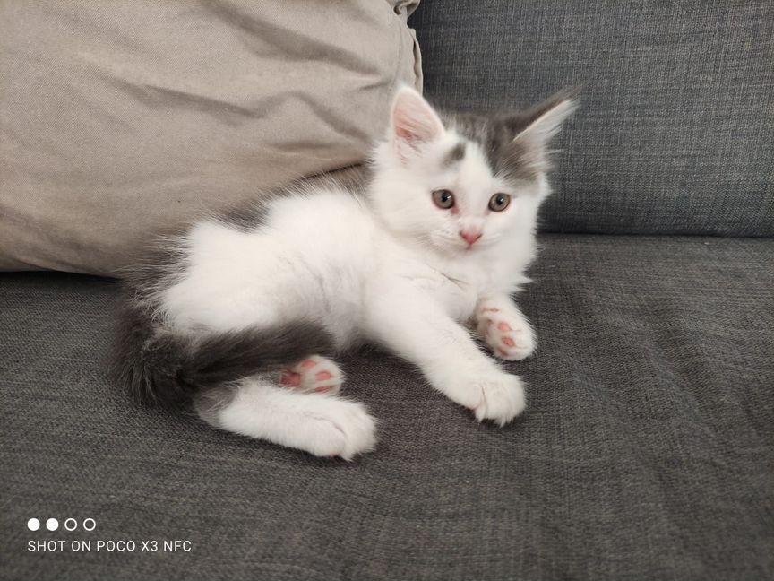 Котята котёнок кот котик