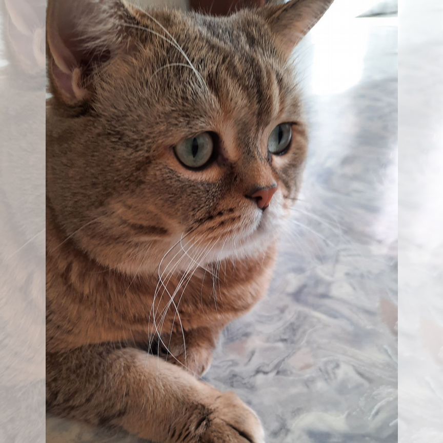 Британский короткошёрстный, взрослый кот