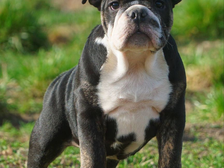 Английский бульдог