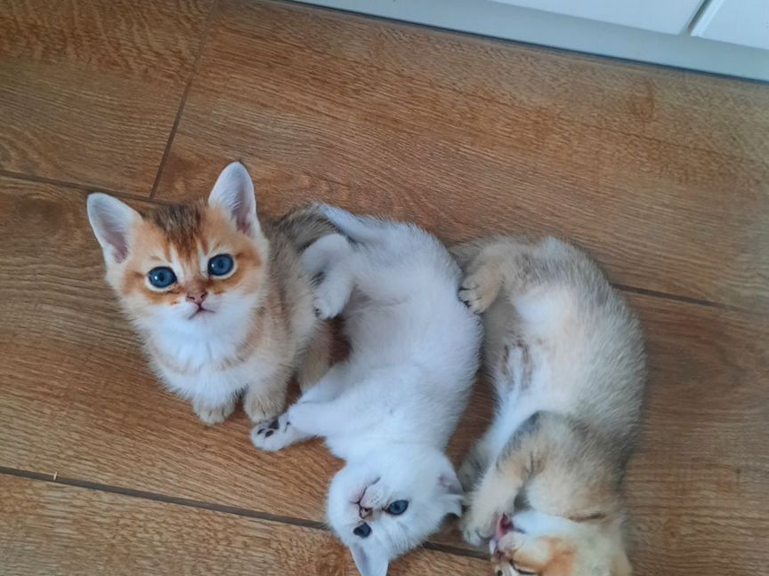 Котята британские шиншиллы