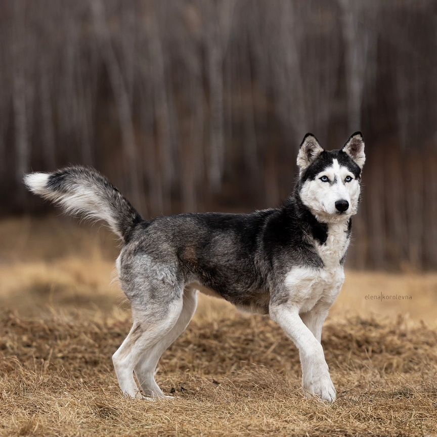 Дейзи из приюта