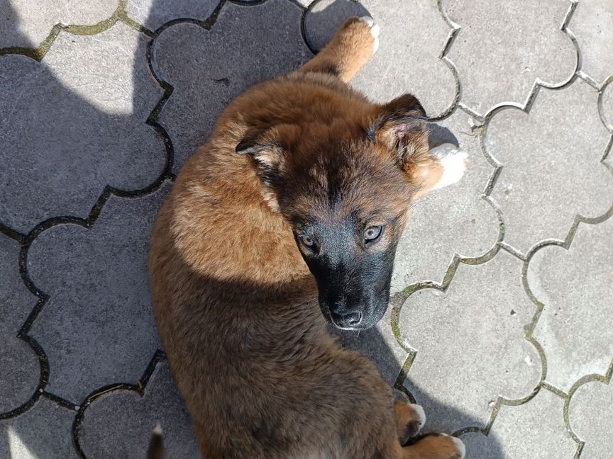 Щенок девочка 2,5 месяца от полуовчарки и хаски