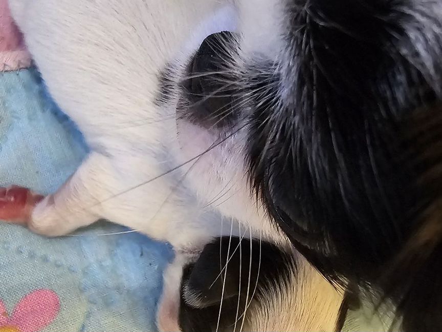 Щенки японский хин