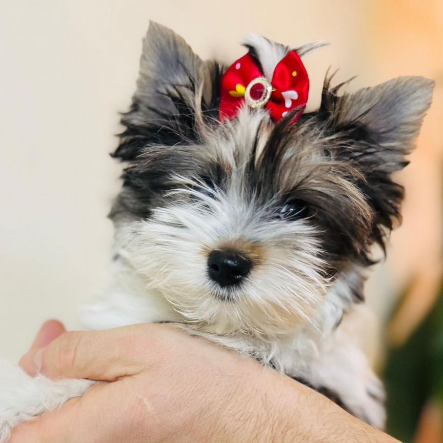 Щенки цветного Йорка