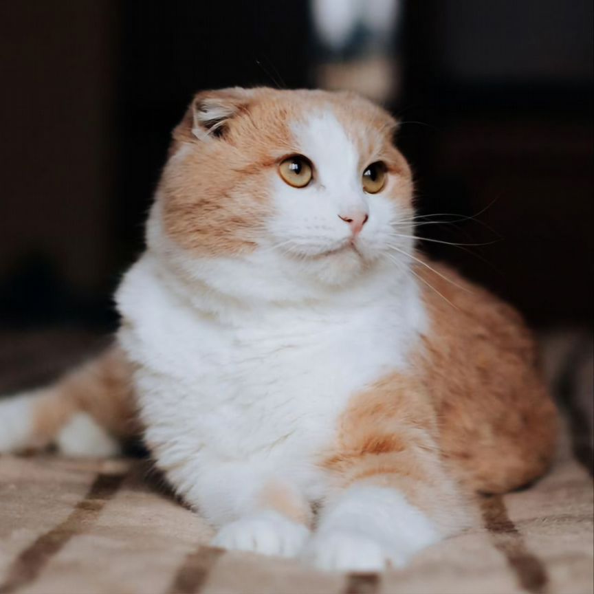 Шотландского котика выкинули хозяева