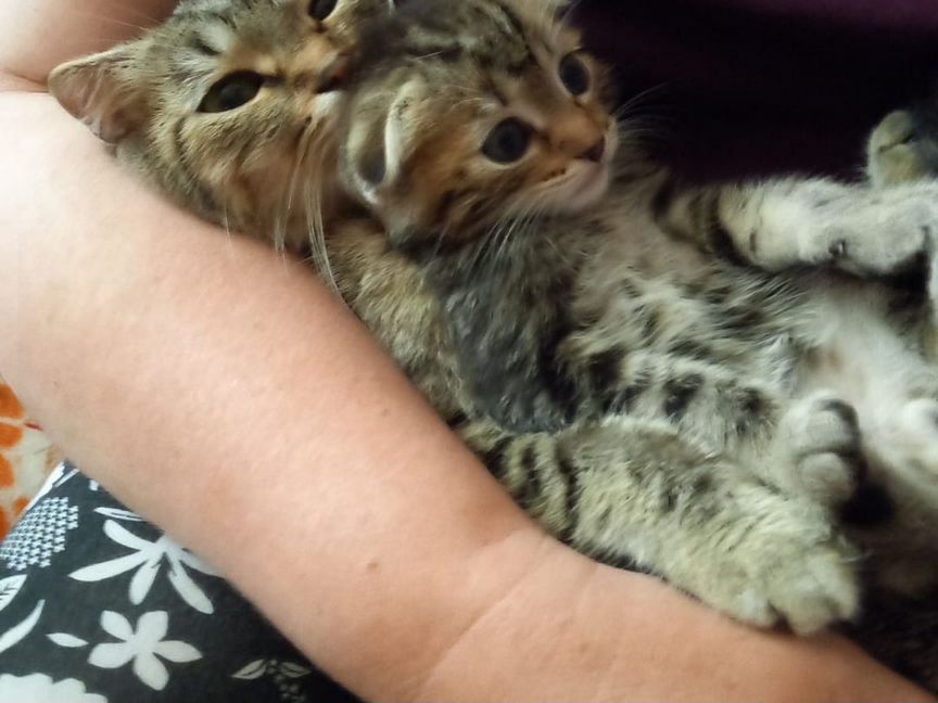 Британские вислоухие котята мальчик