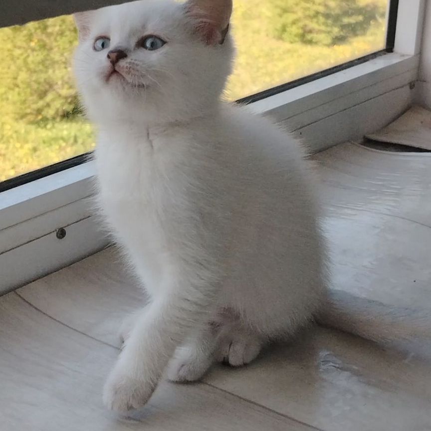 Шотландский прямоухий длинношёрстный котёнок