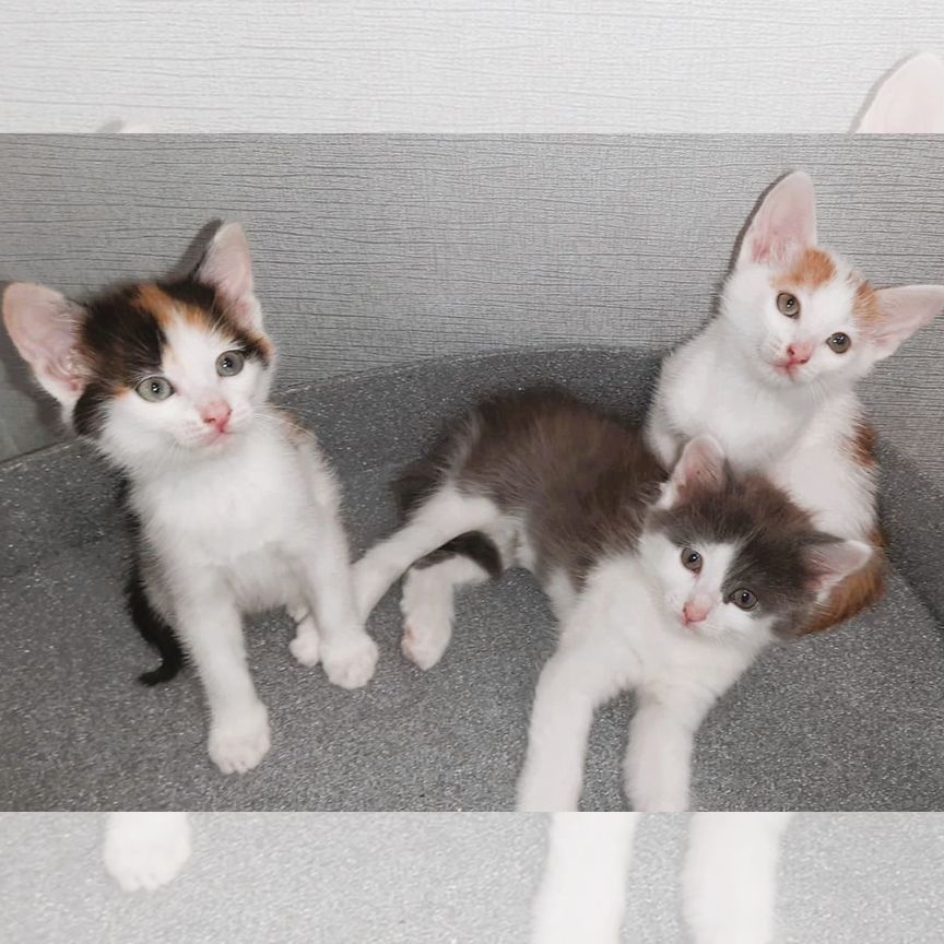 Ищем новый дом у добрых людей