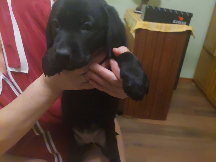 Продаются щенки Лабрадора