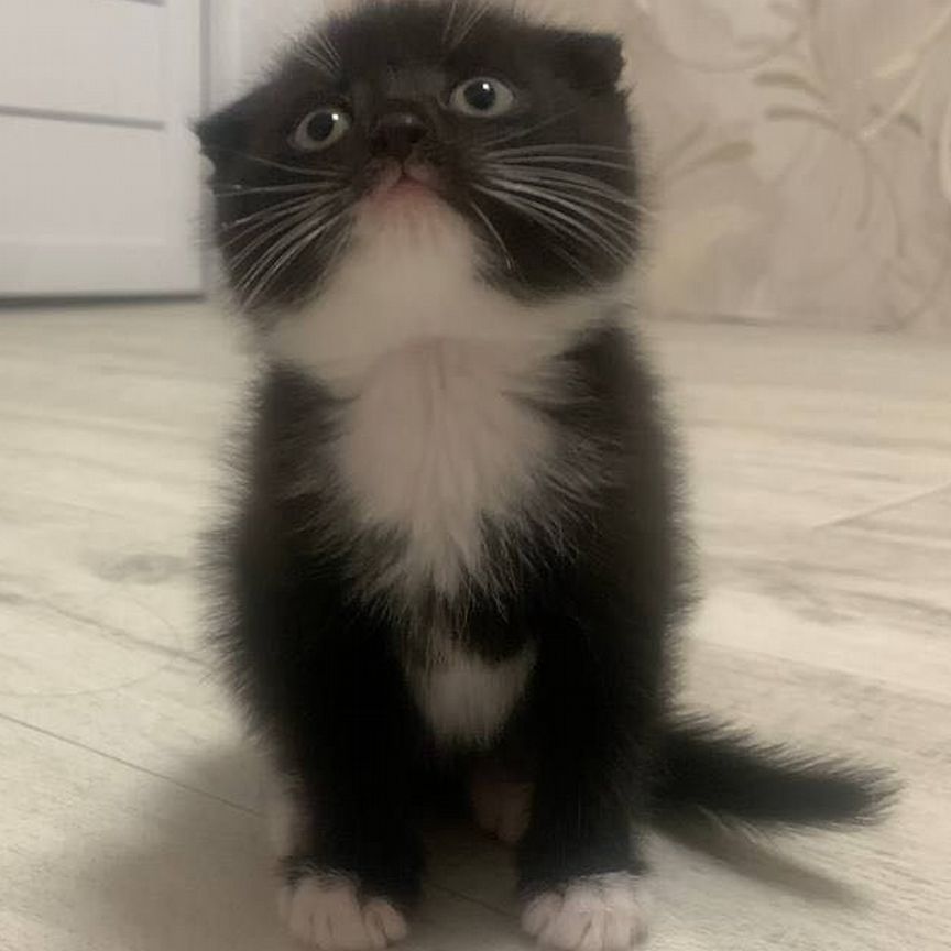 Котёнок в добрые руки