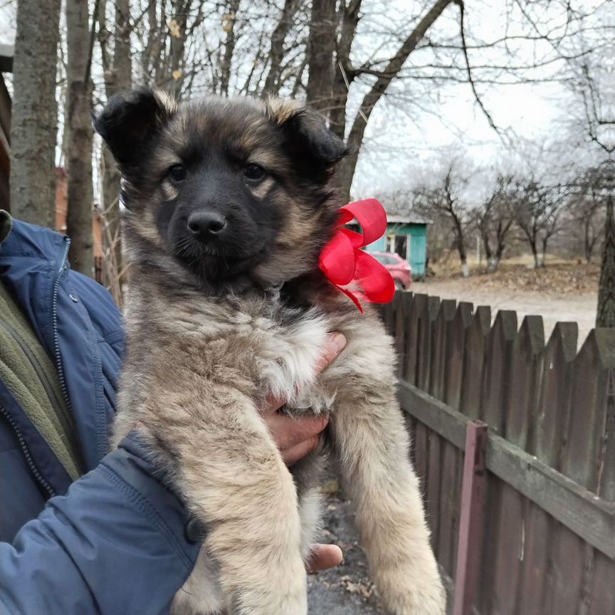 Девочка Розочка 2 месяца ищет семью