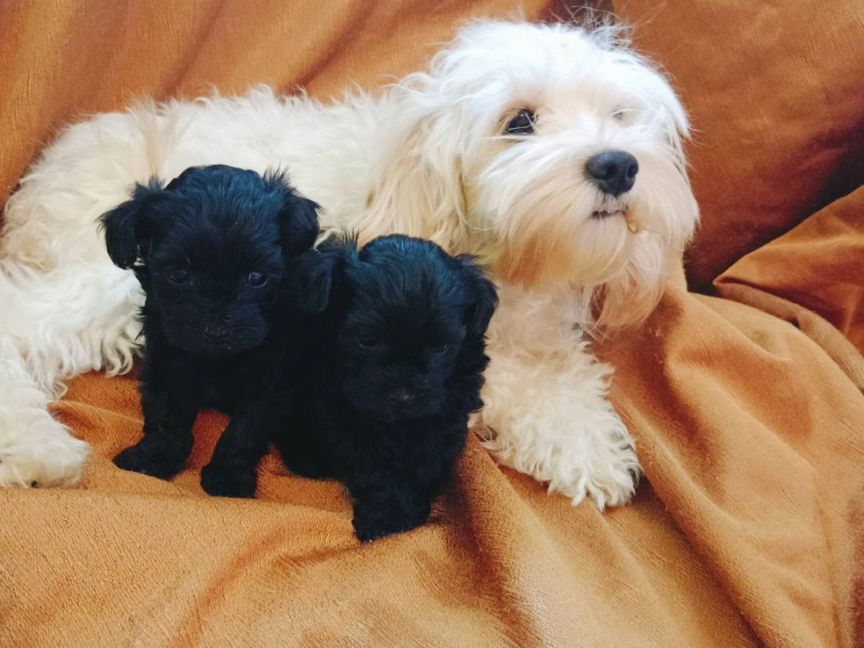 Мальтипу ф1 VIP корейцы 300 грамм