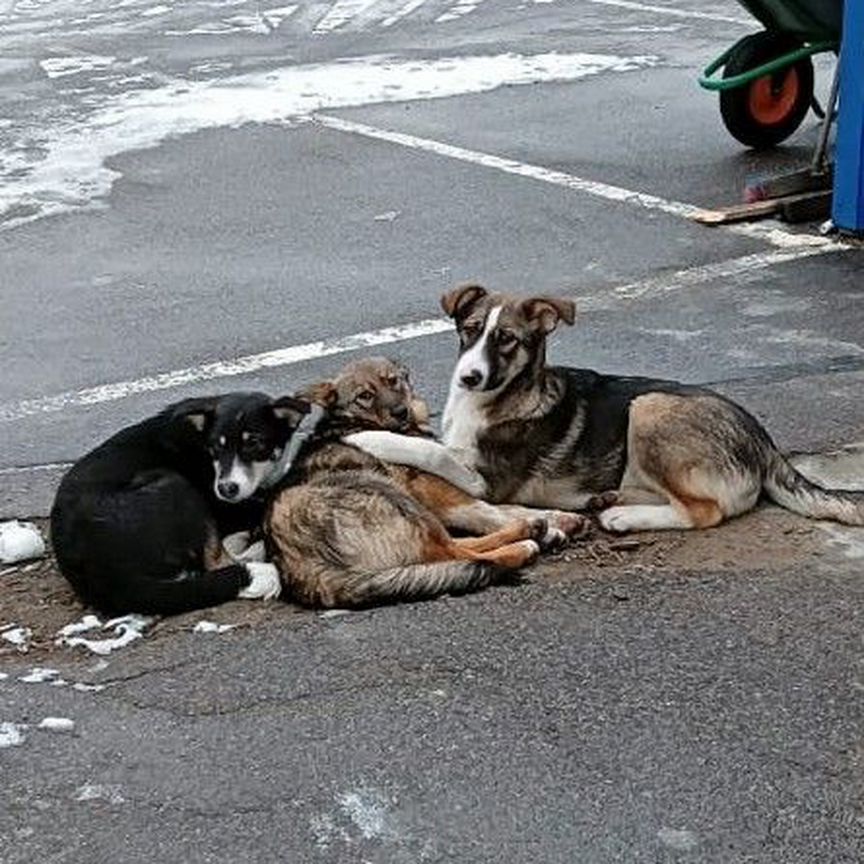 Щенки в опасности