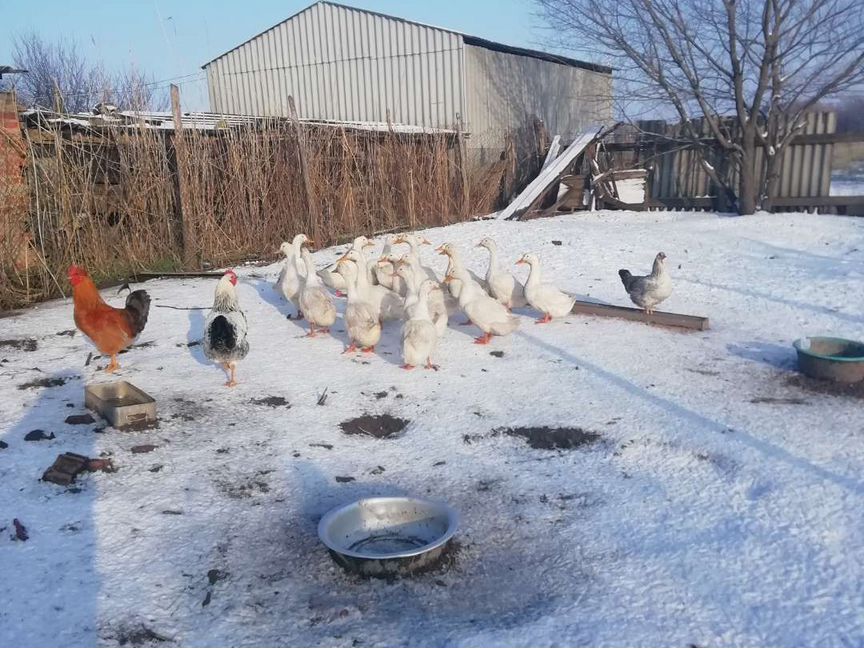 Продаём уток мясом