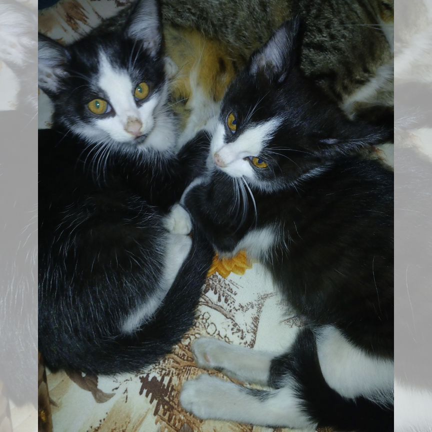 Отдам в добрые руки котиков