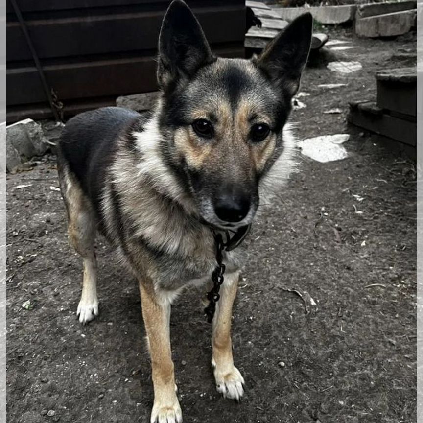 Восточноевропейская овчарка, взрослая собака