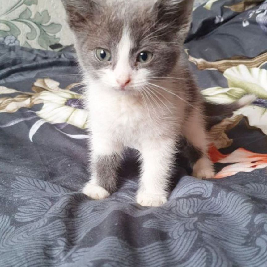 Котёнок мальчик, 1,5 месяца