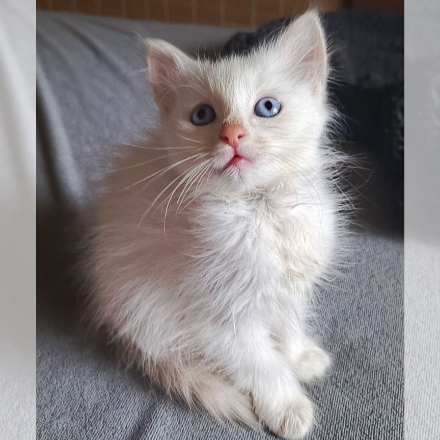 Тайский котёнок