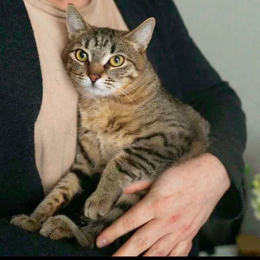 Кот в добрые руки