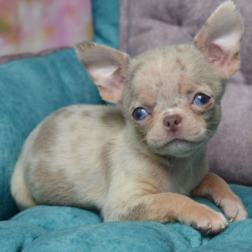 Чихуахуа лиловый мерле