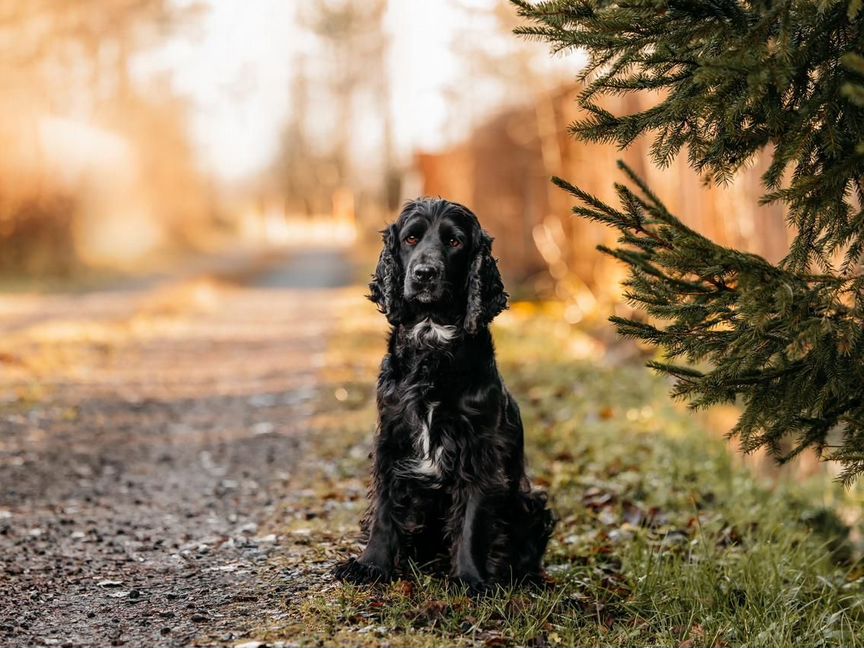 Спаниель Чара ищет дом