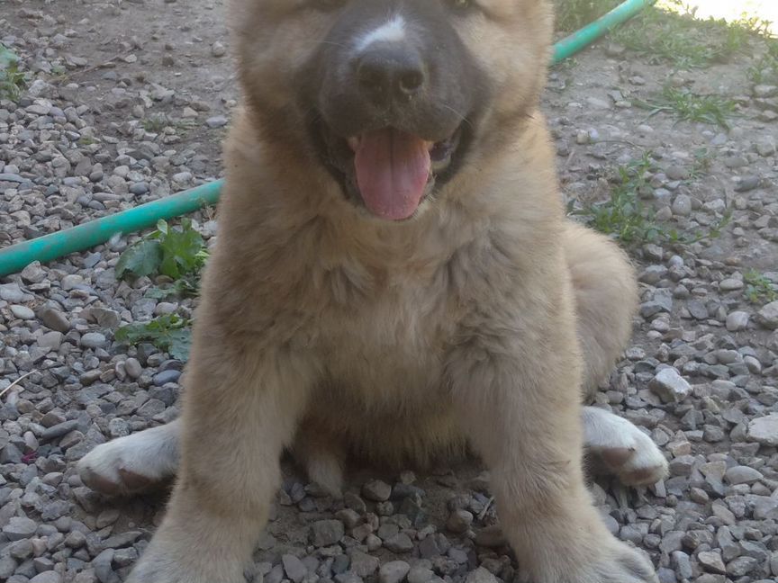 Кавказский волкодав