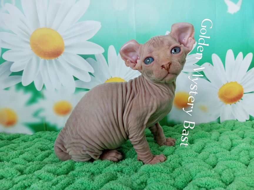 Сфинкс Эльф