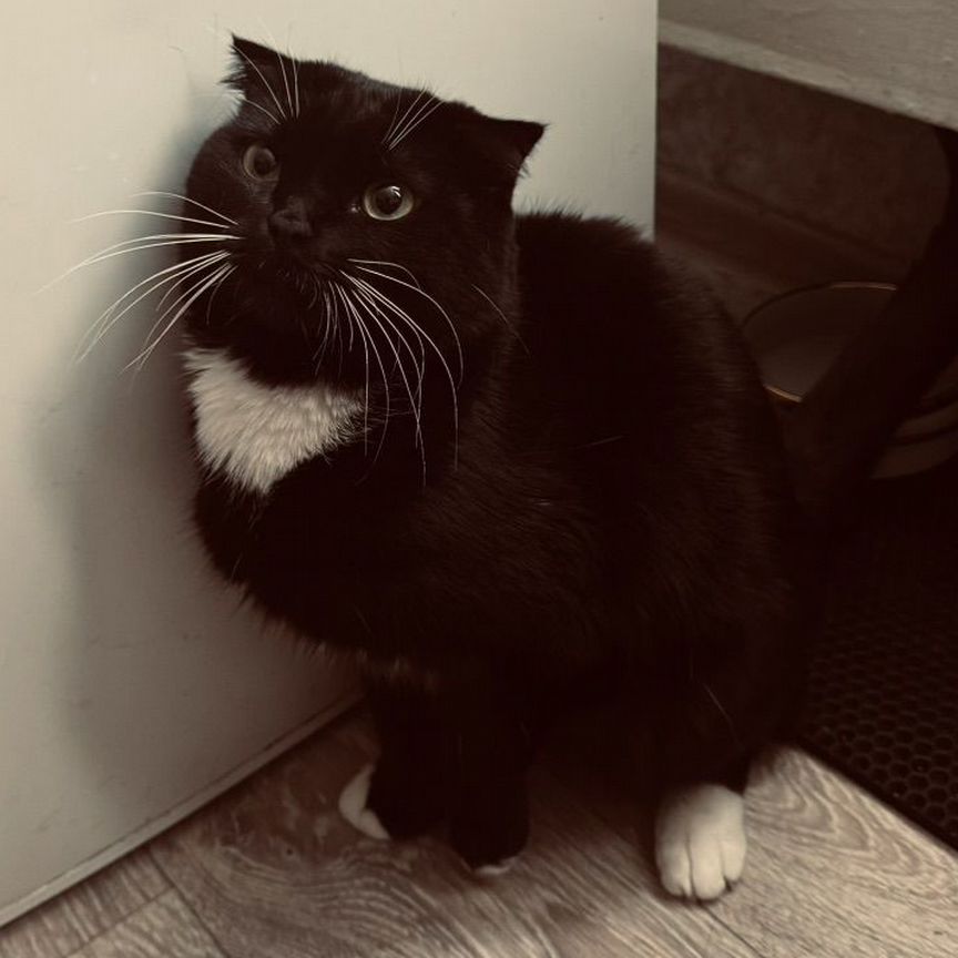 Отдам кота в добрые руки
