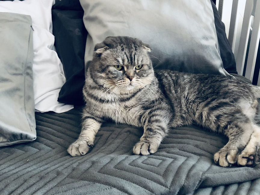 Шотландский кот