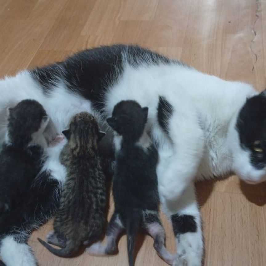 Отдам в добрые руки котят