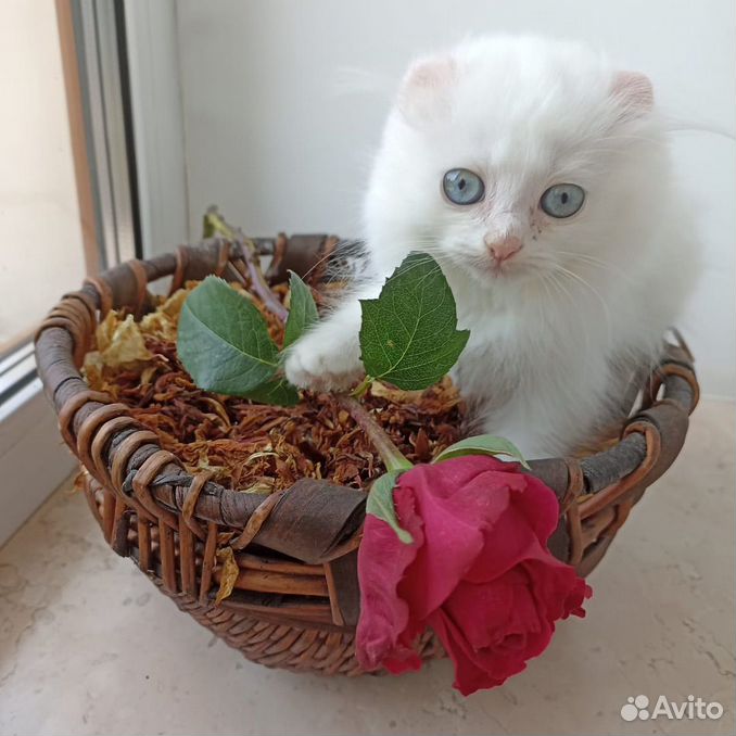 Кошка кинкалоу