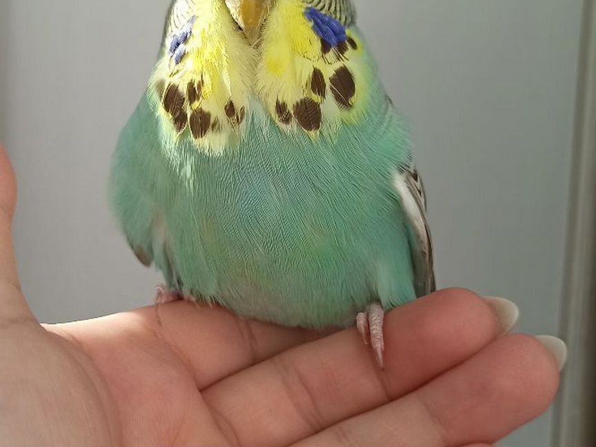 Выставочный Волнистый Попугай Чех