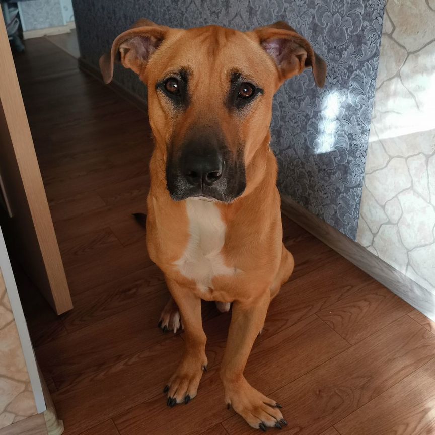 Взрослый пёс в добрые руки