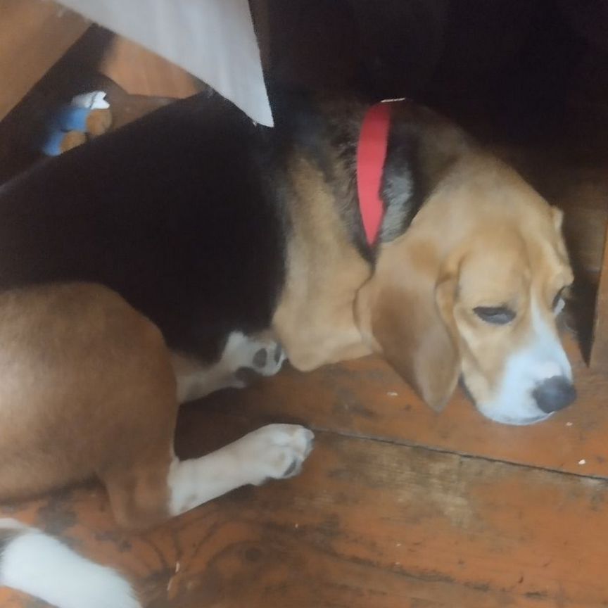 Бигль, взрослый пёс