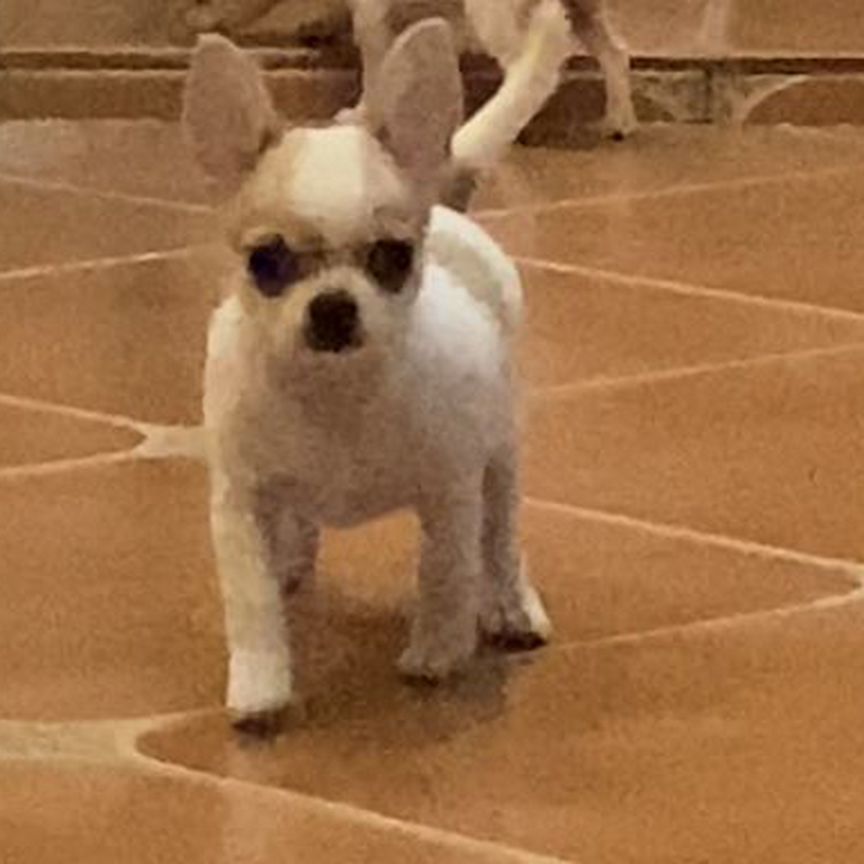 Чихуахуа, щенок