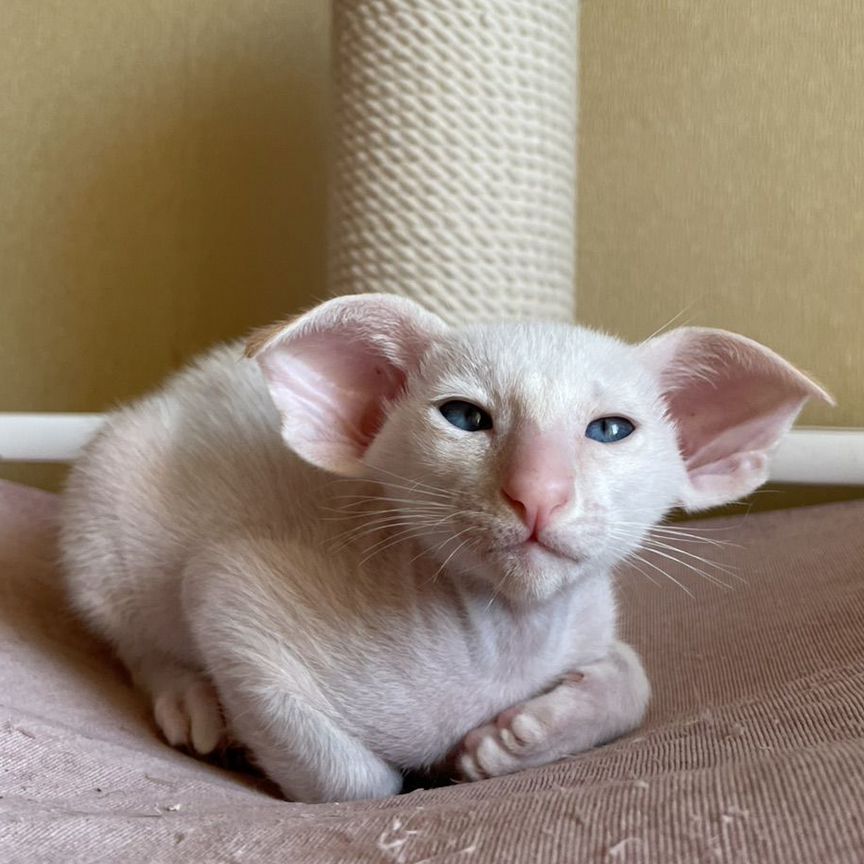 Сиамский котёнок