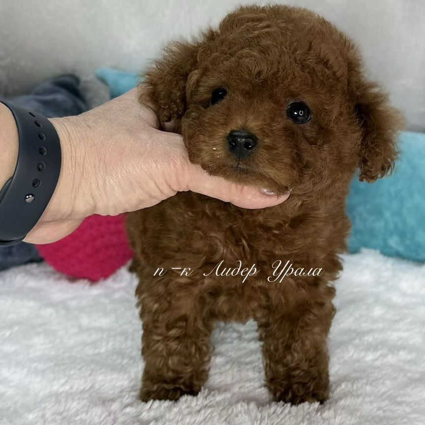 Той-пудель, щенок