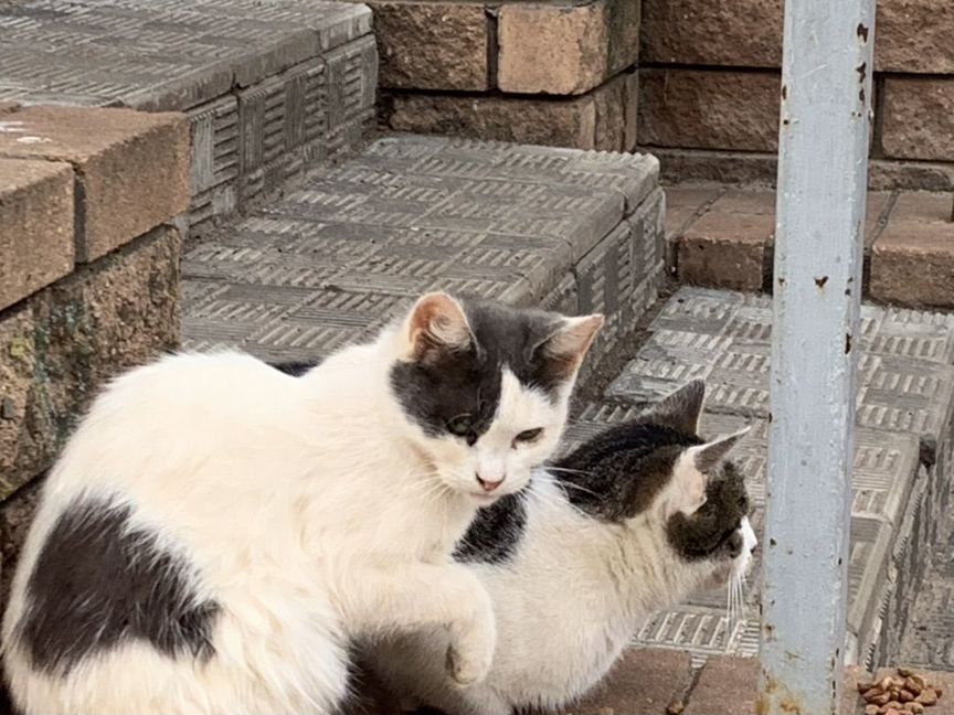 Ласковые котики В добрые руки