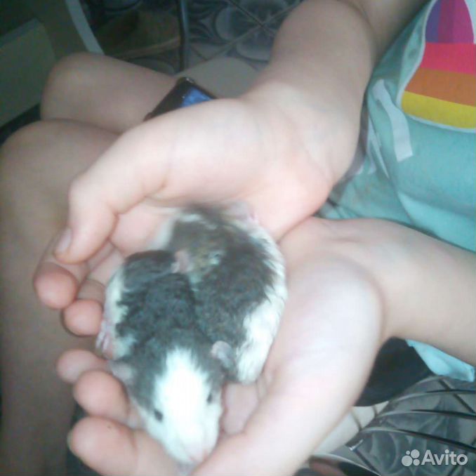 Ручная крыса