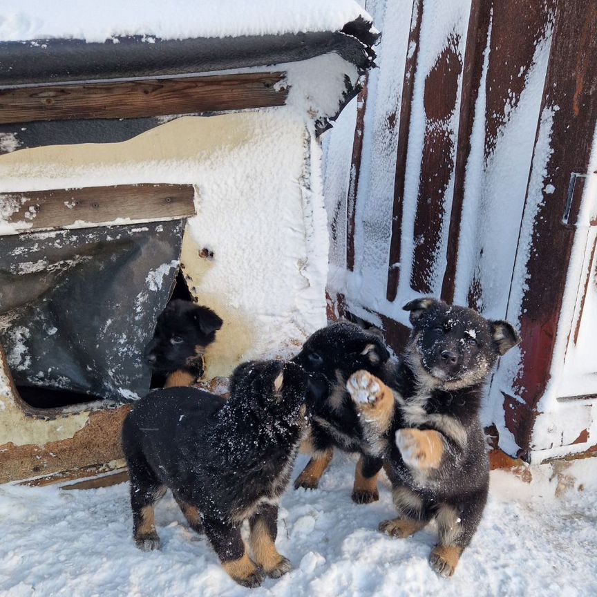 Щенки бесплатно