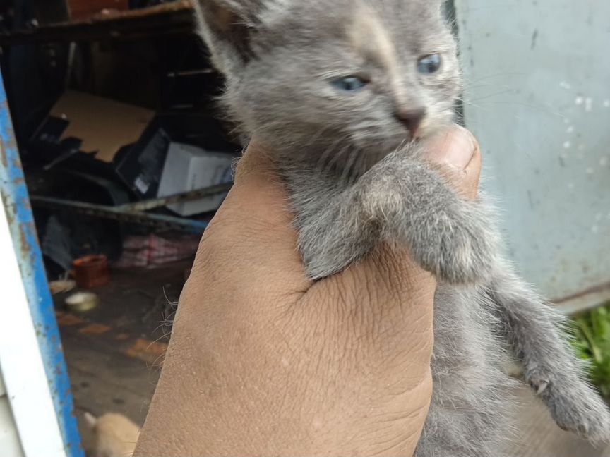 Отдам в добрые руки котят
