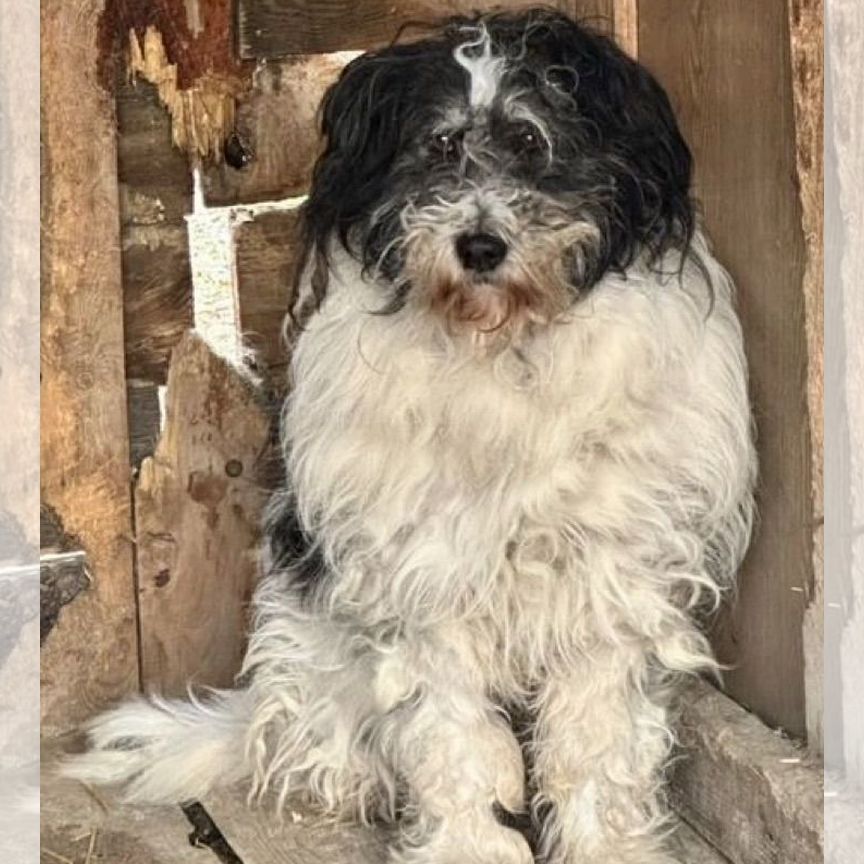 Взрослый пёс в добрые руки