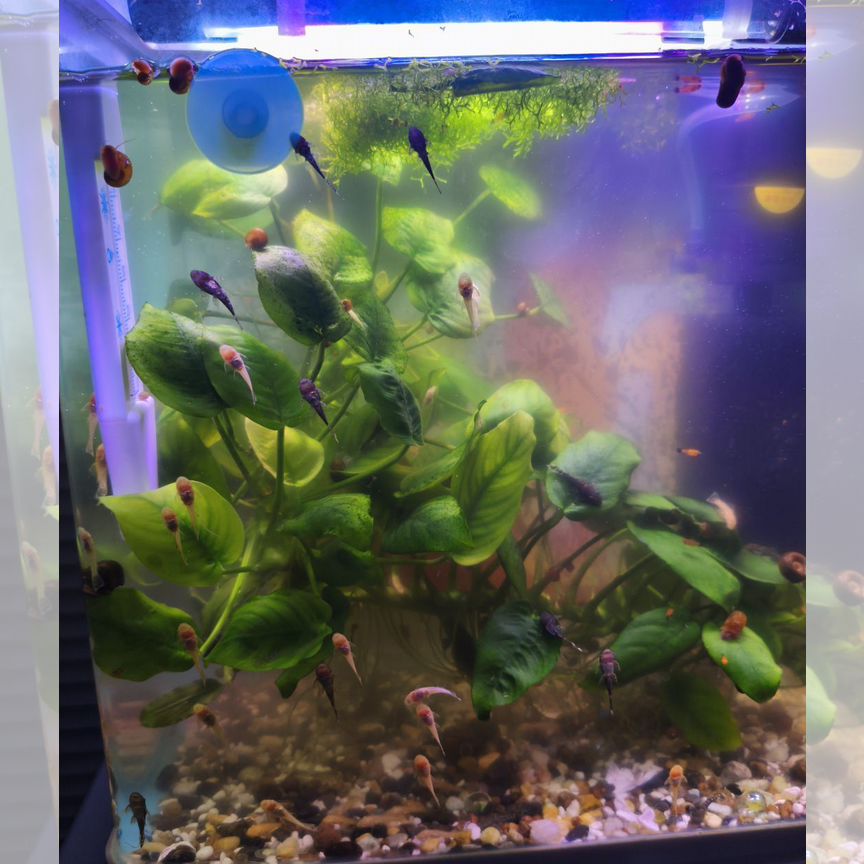 Сомики анцытруса